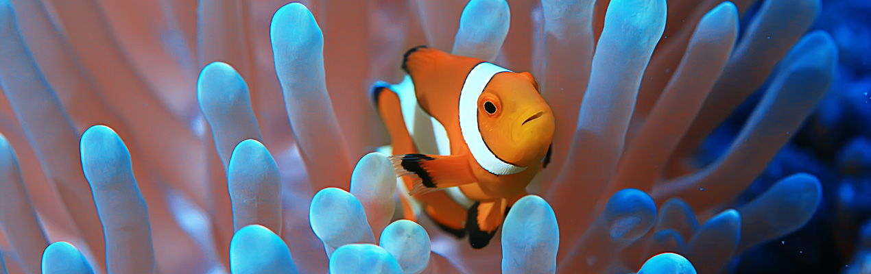 Two Fish Divers Penida Tauchbasis, Bali - WeDive Tauchreisen